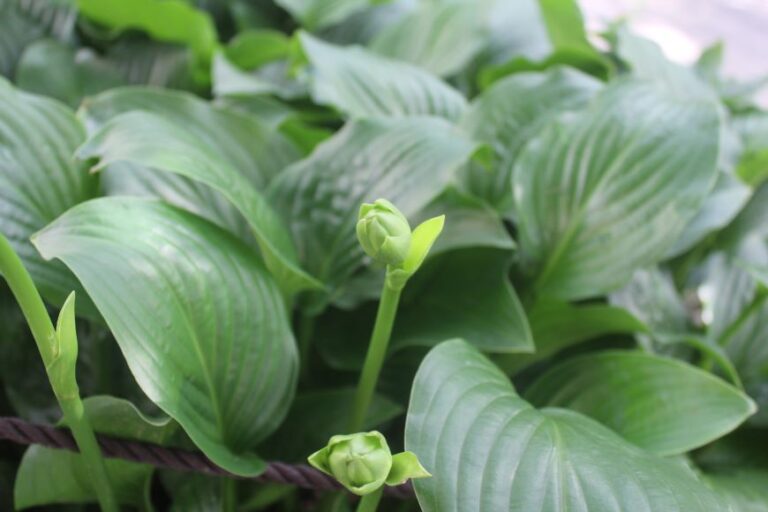 画像の非同期デコード「decoding=”async”」と遅延読み込み「loading=”lazy”」 ホームページ制作 京都 ファンフェアファンファーレ